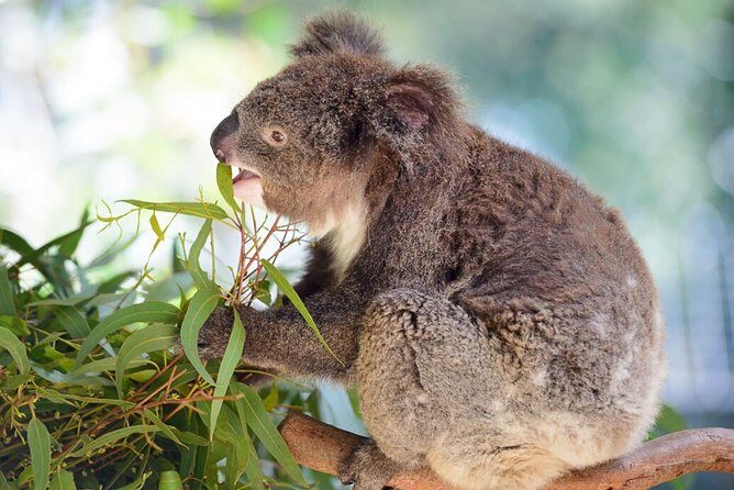 Blue Mountains | Koalas, Kangaroos & Bondi Beach Private Tour - In The Sum Up: Who Should Consider This Tour?