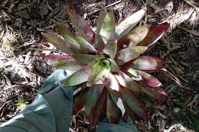 Blue Mountains Peak Hike - The Sum Up: Is This Tour Worth It?