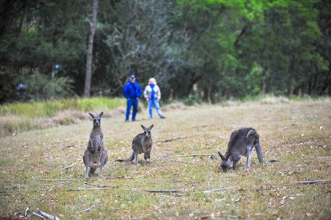 Blue Mountains Private Tour from Sydney - FAQ
