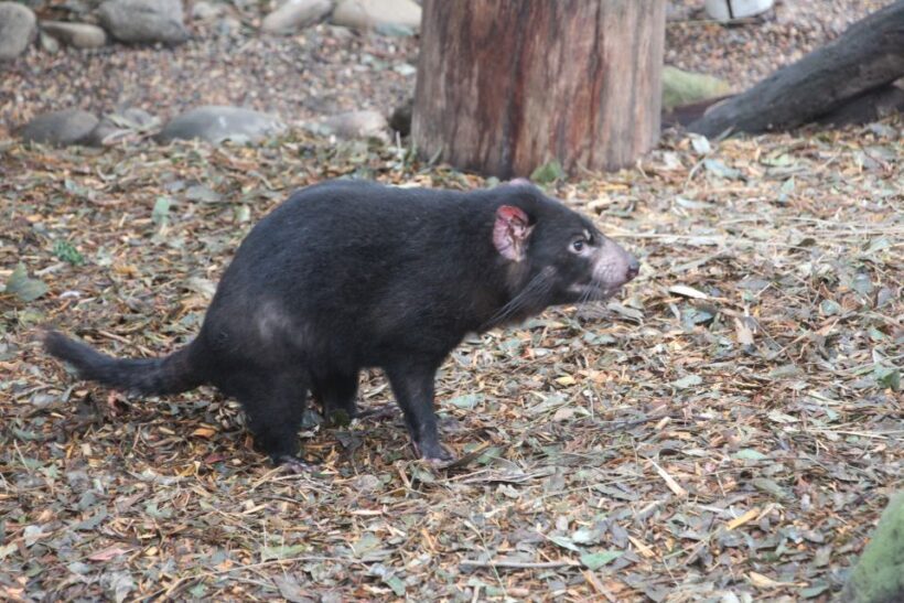 Blue Mountains private tour with Featherdale Wildlife Park - An Intimate Journey into Nature and Culture