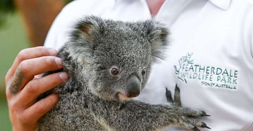 Blue Mountains: Private Tour with Wildlife and River Cruise - FAQ