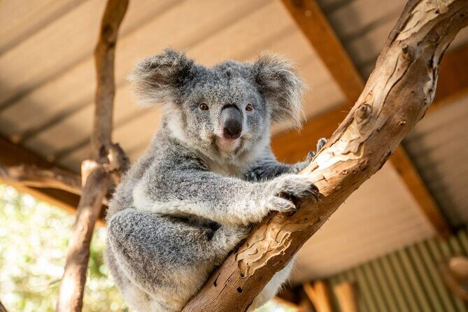 Blue Mountains Tour: Scenic World & Featherdale (Group max 10) - Key Points
