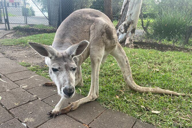 Blue Mountains Wildlife Full-Day Sights and Hiking from Sydney - Scenic Drives and Lesser-Known Lookouts