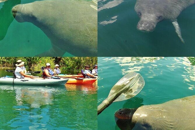 Blue Springs Kayak & Swim Wildlife Adventure - Who Will Love This Tour?