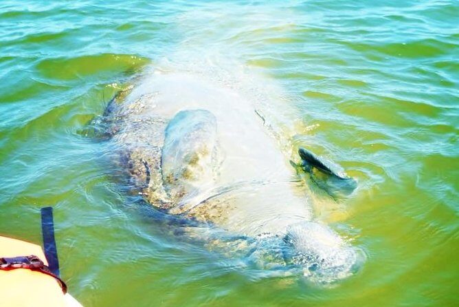 Blue Springs Manatee Tours & Wildlife Adventure Orlando - Why Choose a Kayak Tour at Blue Springs?