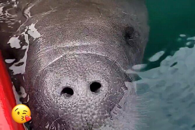 Blue Springs Manatee Tours & Wildlife Adventure Orlando - The Experience and What Travelers Say