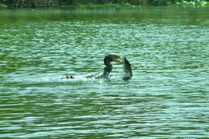Blue Springs Manatee Tours & Wildlife Adventure Orlando - Final Thoughts: Who Will Appreciate This Tour?