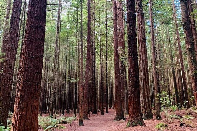 Blue Springs, Redwood Forest, Huka Falls Private tour - The Sum Up
