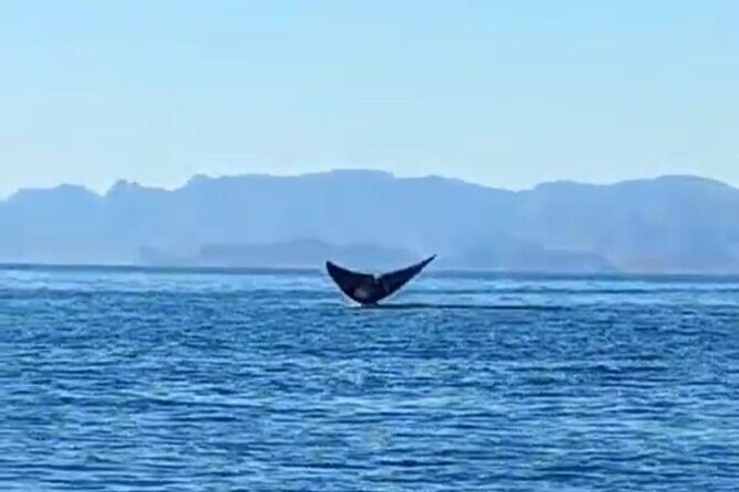 Blue Whale Watching Experience in Loreto - Introduction