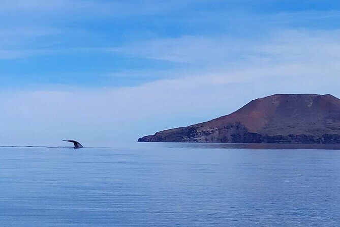 Blue Whale Watching Experience in Loreto - Key Points