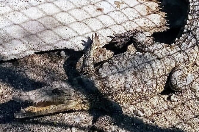 Boat Ride-Gentle Beach Beach Horseback Ride+Lunch-Crocs-Turtles - The Sum Up: Who Will Love This Tour?