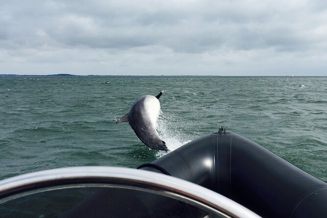 Boat Seafari Adventure - Unique Wildlife Encounters