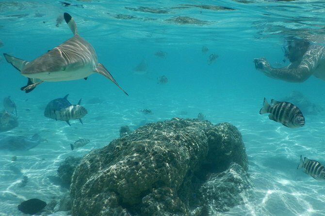 Boat tour 1/2 day Excursion in the lagoon of Moorea - Frequently Asked Questions