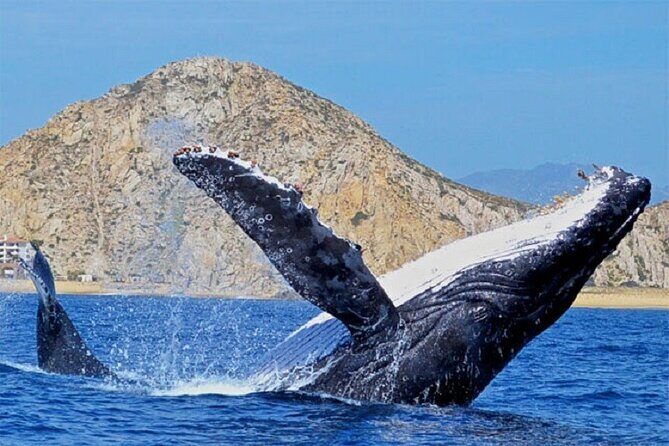 Boat Tour and Snorkel at Pelican Rock - How the Experience Feels: The Atmosphere and Guides