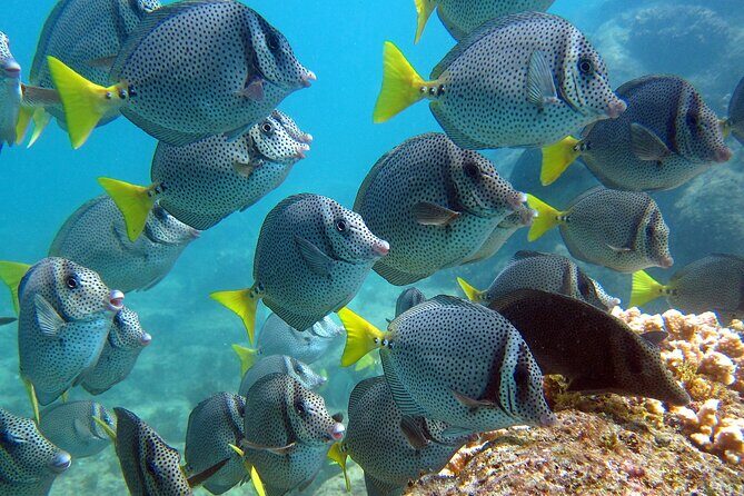 Boat Tour and Snorkel at Pelican Rock - The Sum Up: Who Should Consider This Tour?
