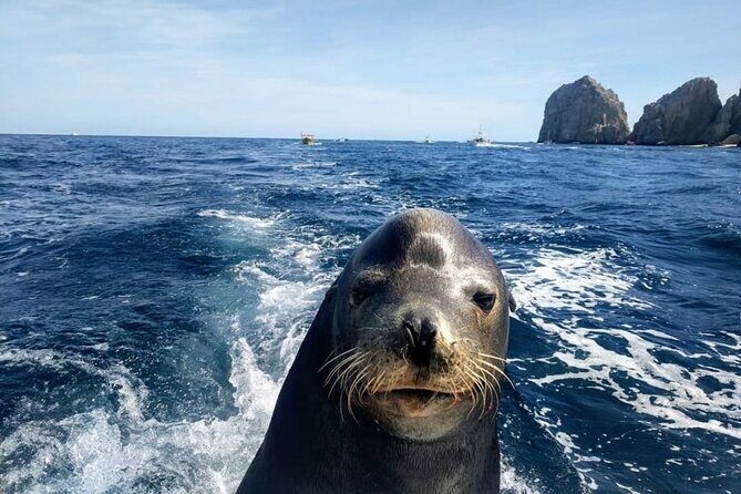 Boat Tour and Snorkel at Pelican Rock - FAQ