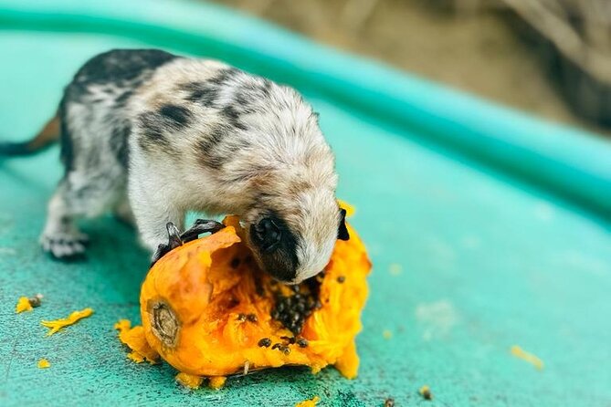 Boat Tour and Wildlife on the Gatun Lake - Highlights of the Tour Experience