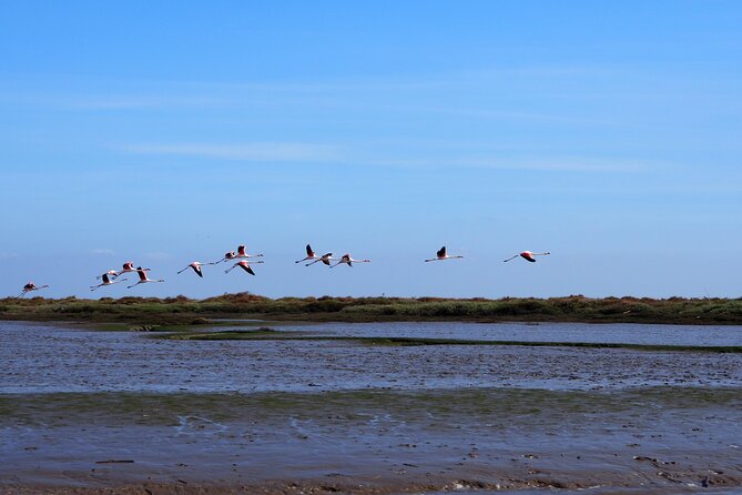 Boat Tour - Bird Observation in the Tejo Nature Reserve - Key Points