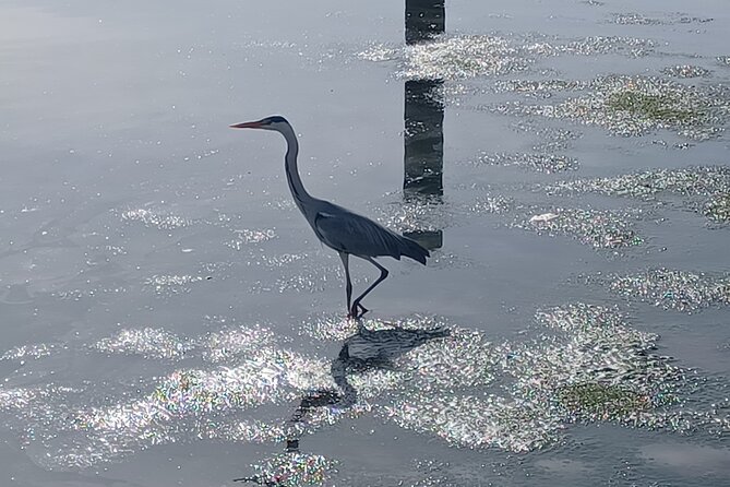 Boat Tour - Bird Observation in the Tejo Nature Reserve - Bird Species to Spot