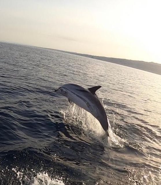 boat tour exploring and searching for dolphins in Acitrezza - An Authentic Sicilian Sea Adventure