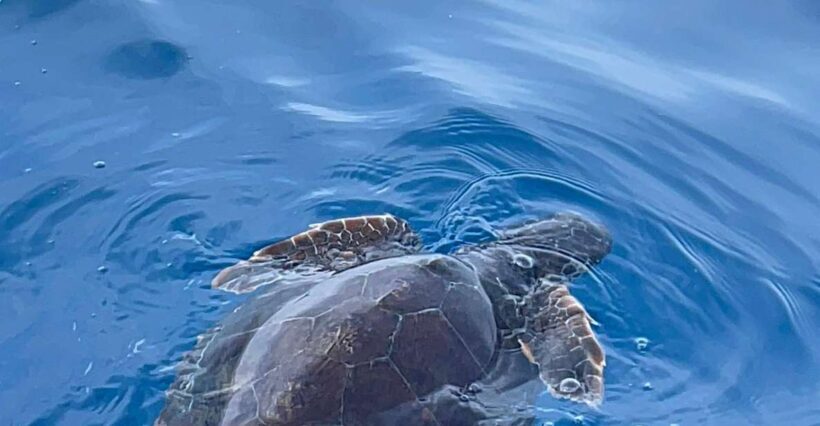 boat tour exploring and searching for dolphins in Acitrezza - Practical Details & What You Need to Know