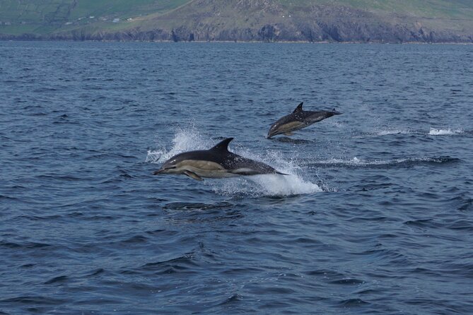 Boat Tour of Dingle Peninsula - Experiences and Highlights