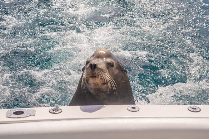 Boat Tour Snorkeling Tour with Guide, Drinks and Fruit - Who Will Love This Tour?