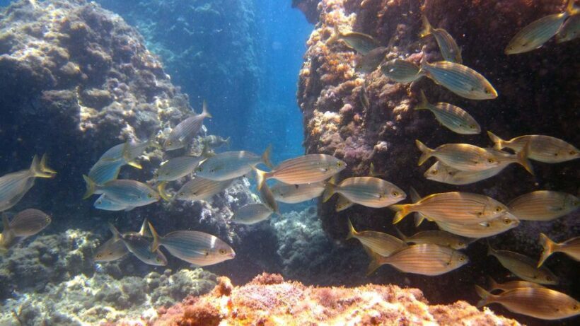 Boat Tour Taormina Sea Experience - What to Expect from the Boat Tour Taormina Sea Experience