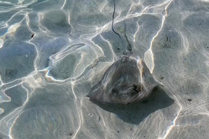 Boat Tour with Lunch in the Water in Guadeloupe Lagoon - Water-Based Lunch: A Unique Dining Experience