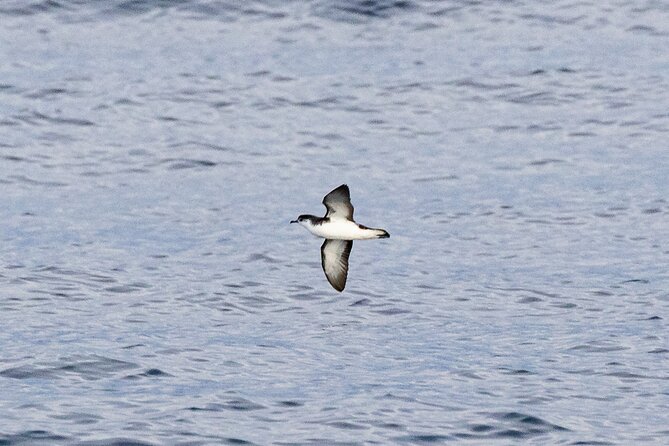 Boat Trip along the North Coast in Capelas - Final Thoughts: Is It Worth It?