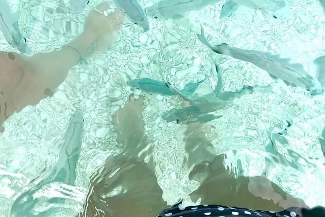 Boat Trip: Fico Cave, Cala Mariolu, Gabbiani & Biriala - Cancellation Policy and Payment Options