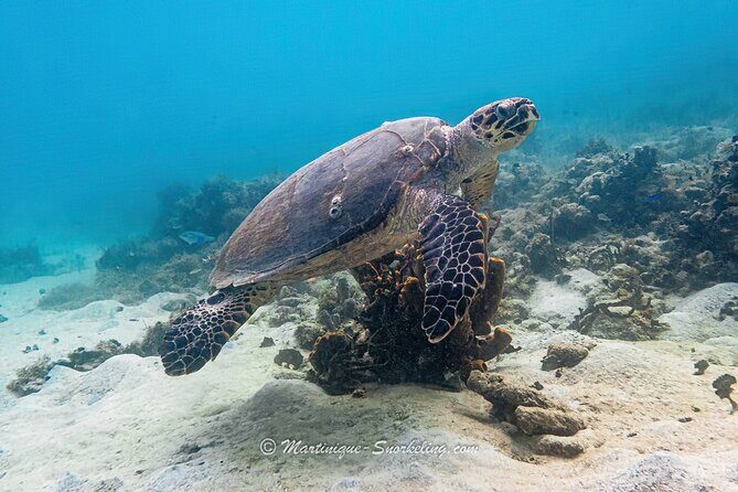 Boat Trip for Snorkeling Discovery of Corals - What to Expect on the Boat