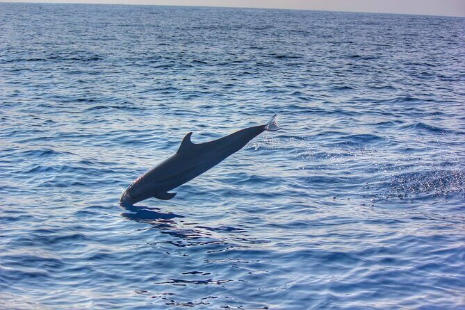 Boat Trip to See Marine Life in Puerto Escondido - Why This Tour Offers Great Value