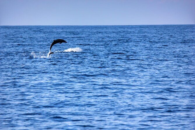 Boat Trip to See Marine Life in Puerto Escondido - Authentic Experiences from Other Travelers