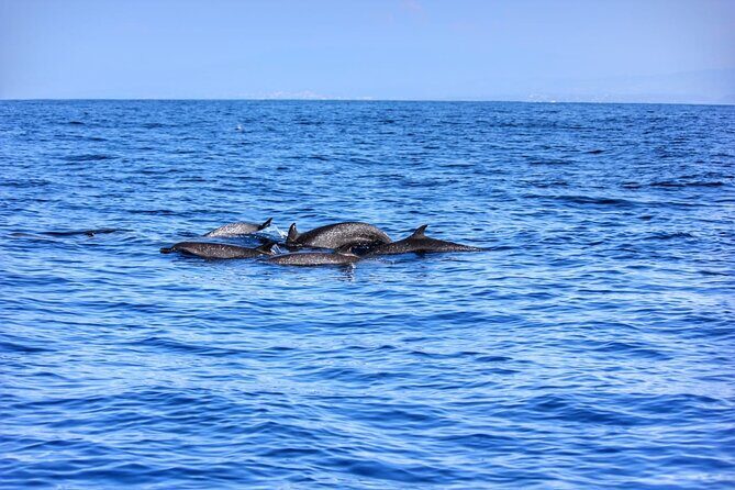 Boat Trip to See Marine Life in Puerto Escondido - Frequently Asked Questions