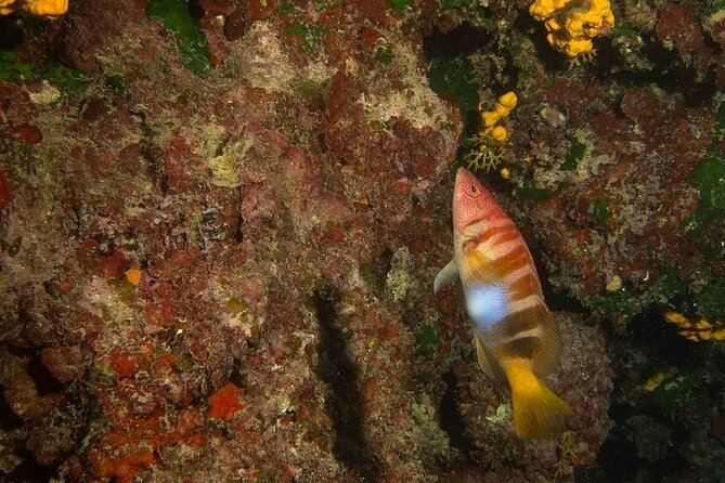 Boat Trip With Guided Snorkeling and Scuba Diving in Chania - Exceptional Customer Feedback and Testimonials