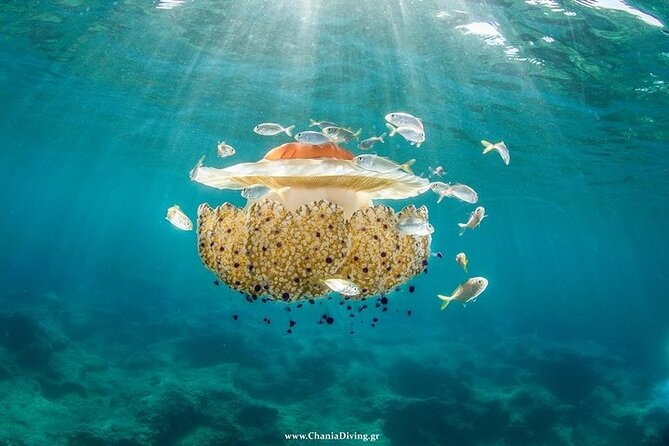 Boat Trip With Guided Snorkeling and Scuba Diving in Chania - Booking and Pricing Information