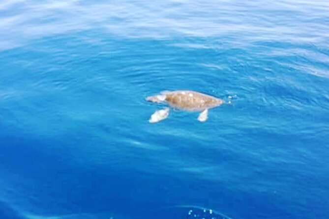 Boat Trips With Zorro - Sample Menu