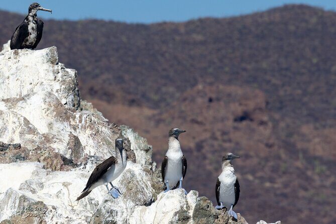 Boating along the coastline of San Carlos with a Marine Biologist - Final Thoughts