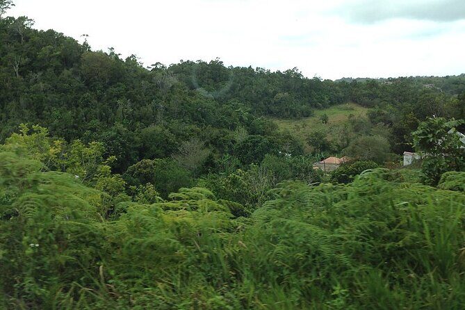 Bob Marley Birthplace, Nine Miles Tour from Ocho Rios - Authentic Experiences and Local Insights
