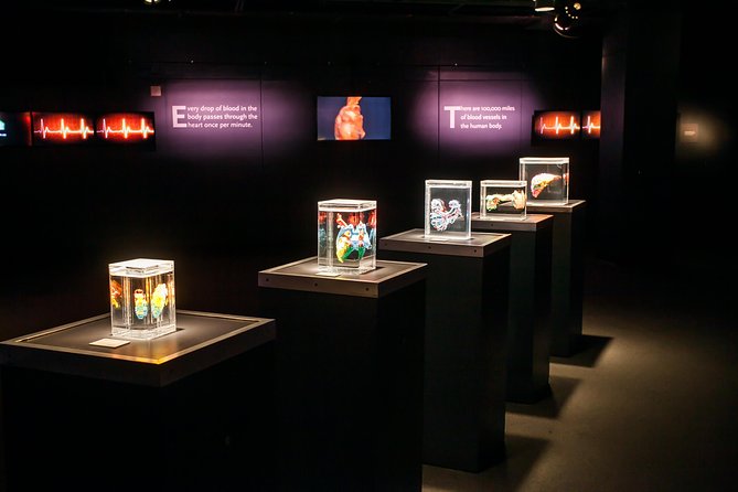 Bodies The Exhibition at the Luxor Hotel and Casino - Preservation Method