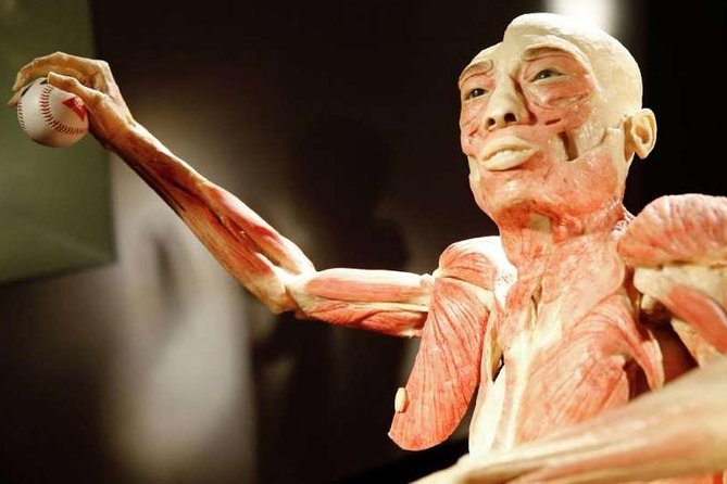 Bodies The Exhibition at the Luxor Hotel and Casino - Educational Content