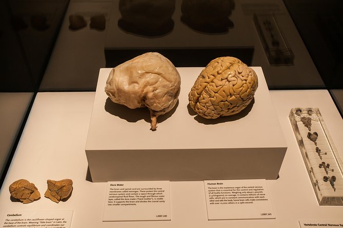 Bodies The Exhibition at the Luxor Hotel and Casino - Accessibility