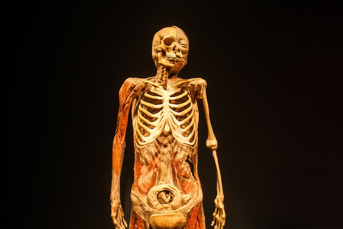 Bodies The Exhibition at the Luxor Hotel and Casino - Visitor Feedback