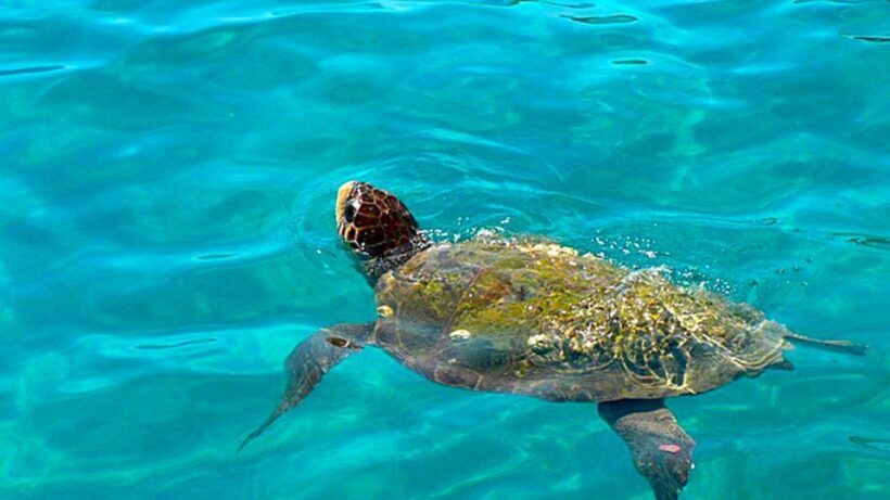 Bodrum Jeep Safari from Bodrum Cruise Port - The Adventure and the Views: What You’ll Remember