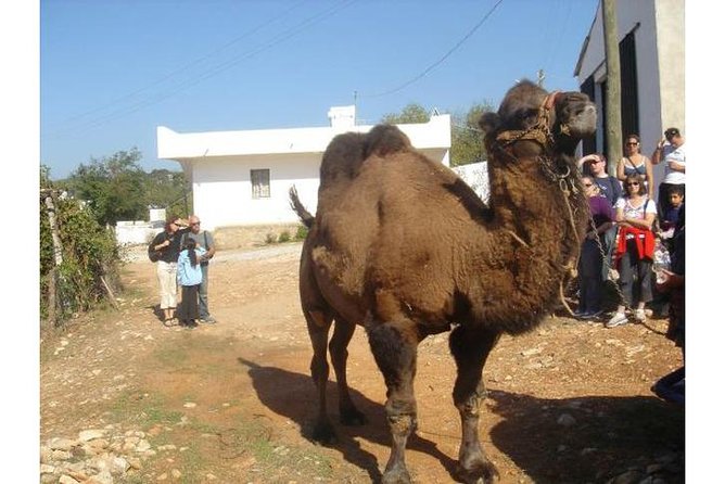 Bodrum Jeep Safari & village tour with Lunch - Fullday Tour - Who Will Love This Tour?