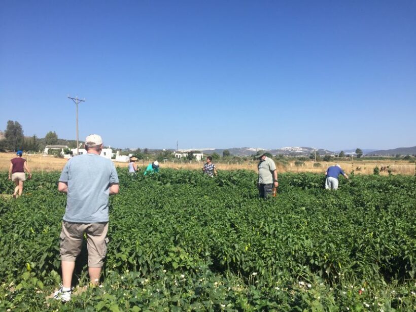 Bodrum: Market Visit and Cooking Class - Who Will Love This Experience?