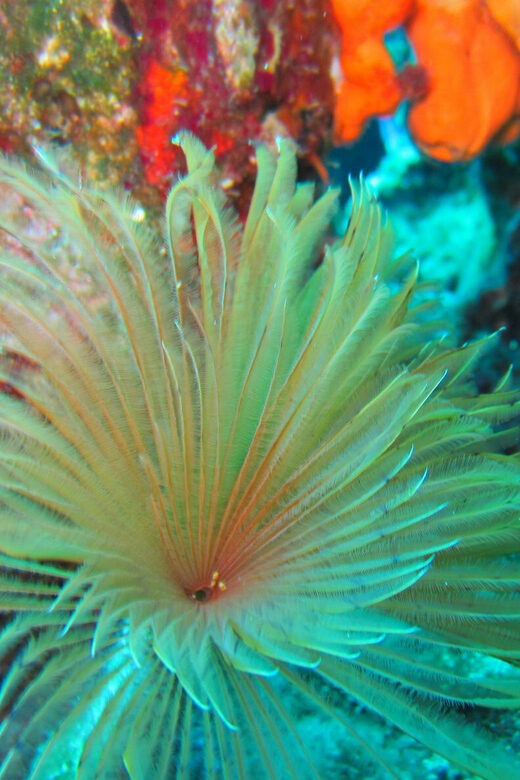 Bodrum: Scuba Diving Trip with Lunch - Who Will Love This Trip?