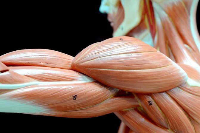 Body Worlds Amsterdam Fast-lane Ticket - Key Points