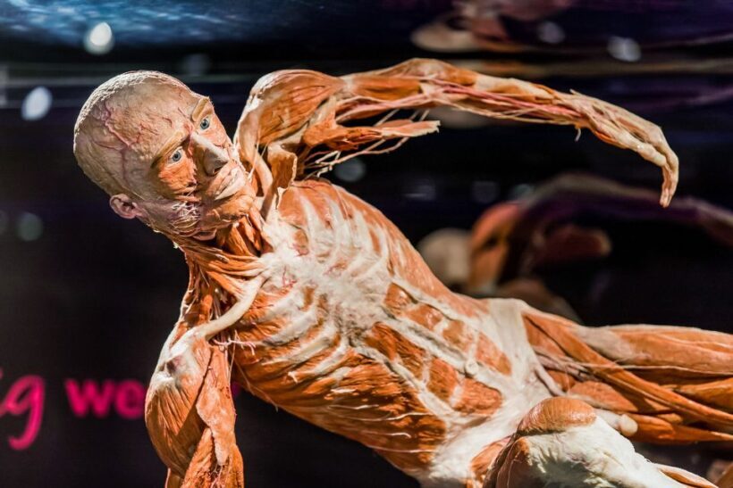 Body Worlds Amsterdam: The Happiness Project Ticket - Who Should Consider Visiting?